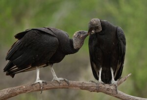 20 Birds That Mate for Life (Avian Monogamy Explained)