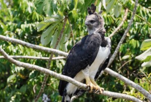 10 Largest Eagles in the World (with Facts and Records)