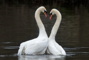 20 Birds That Mate for Life (Avian Monogamy Explained)