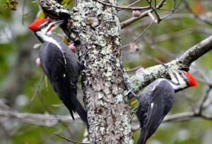 20 Birds That Mate for Life (Avian Monogamy Explained)