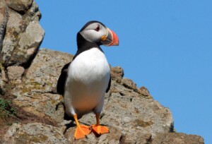 3 Types of Puffin Birds: A North American ID Guide