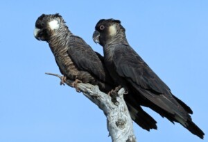 12 Black Parrots of the World (Some Fully Dark-Plumaged)