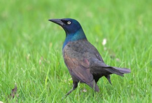 Common Starling: Vocal Virtuoso and Ecological Wildcard