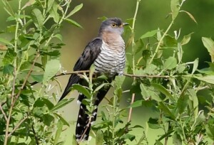 Common Cuckoo: A Model Species for Parasitic Strategy