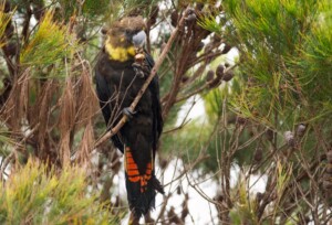 12 Black Parrots of the World (Some Fully Dark-Plumaged)