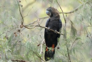 12 Black Parrots of the World (Some Fully Dark-Plumaged)