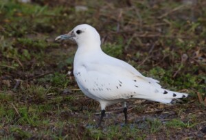 23 Types of Gulls in North America (with Photos for Easy ID)