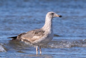23 Types of Gulls in North America (with Photos for Easy ID)