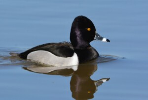 41 Types Of Ducks In North America Complete Id Guide