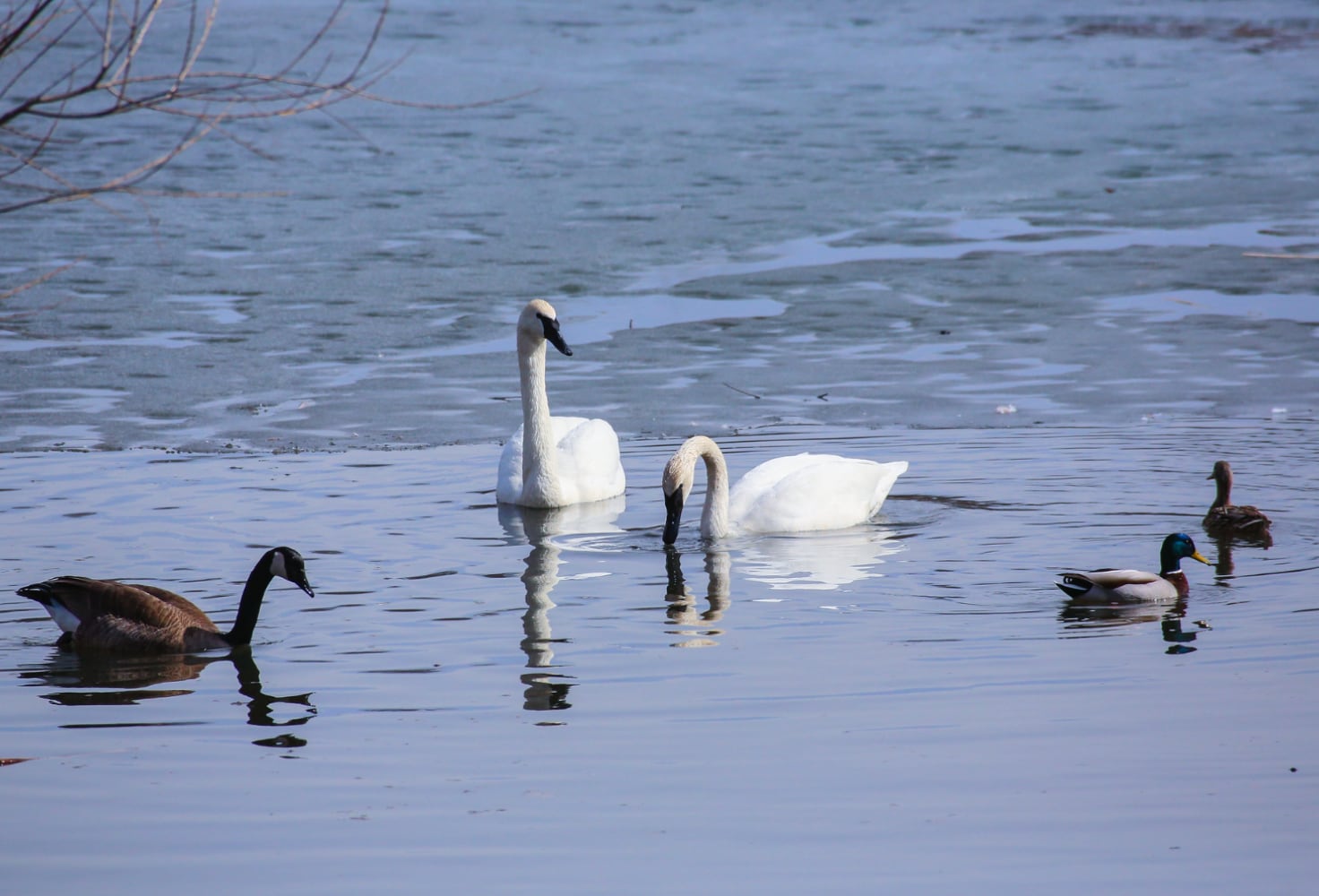 5 Types of Waterfowl: Families and Diversity of Anseriformes