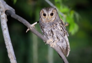 10 Smallest Owls and How They Survive in a Big World