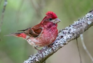 8 Red Birds in Ontario (with Pictures for Easy ID)