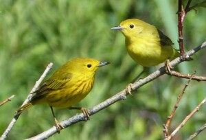 13 Yellow Birds in California (with Pictures for Easy ID)
