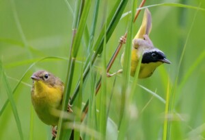 22 Types of Yellow Birds You Can See in North America