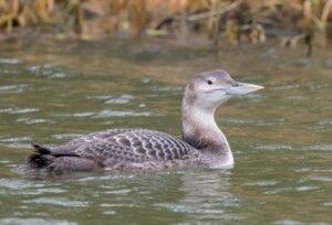 5 Types of Loons in North America: Identification Guide