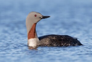 5 Types of Loons in North America: Identification Guide