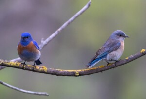 13 Blue Birds in Texas (with Pictures and ID Guide)
