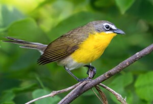 22 Types of Yellow Birds You Can See in North America