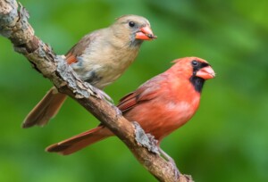 12 Types of Red Birds You Can See in North America
