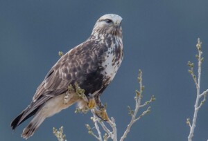 10 Hawks in Ontario (with Pictures and ID Guide)
