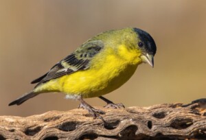 13 Yellow Birds in California (with Pictures for Easy ID)